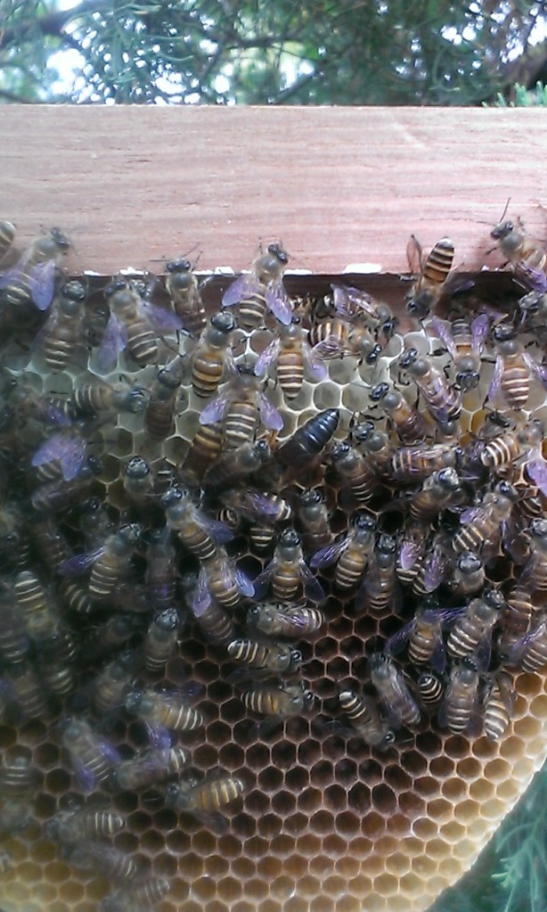 Baiting wild honeybees in Singapore | INTO THE ULU