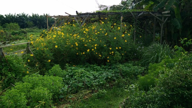 Serukam Farm: Where Waste Becomes Treasure | INTO THE ULU